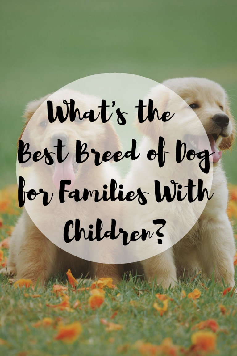 What's the Best Breed of Dog for Families With Children? - Mom and More
